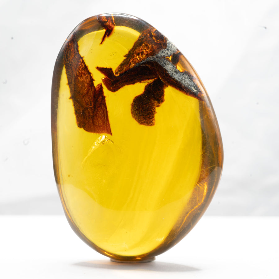 Rare Dominican Amber: 40g Inclusions for Unique Collectors